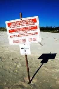 How you can help shorebirds – South Coast Shorebirds